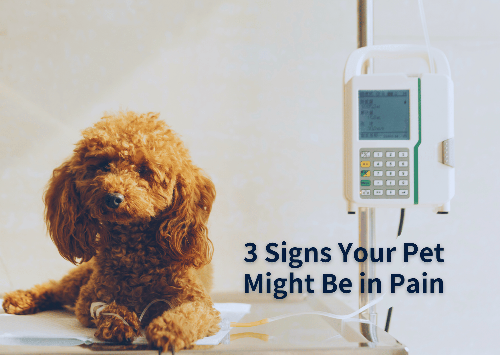 Detect Your Pet's Pain Early: 3 Key Signs Every Vet Should Know | Hi-Q ...